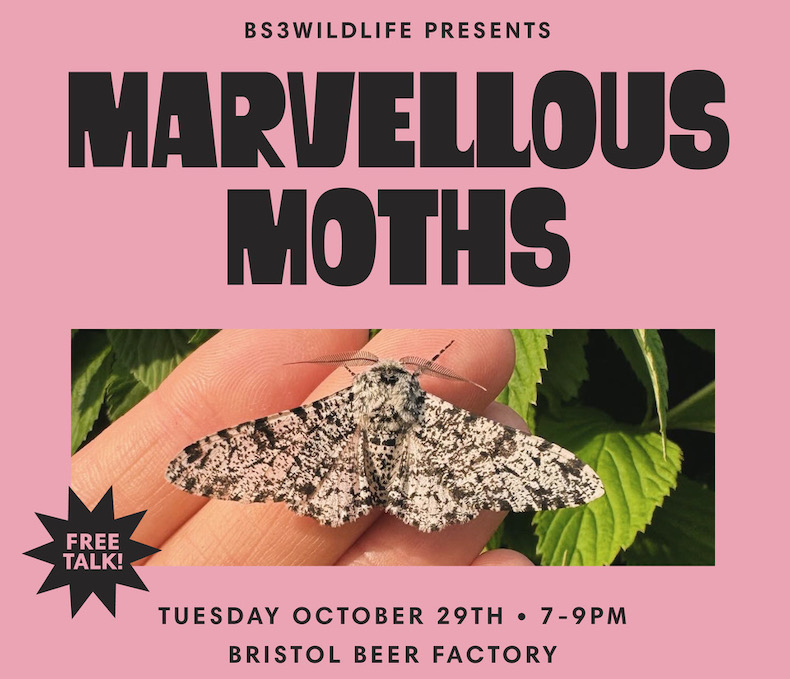 Free talk: marvellous moths - South Bristol Voice