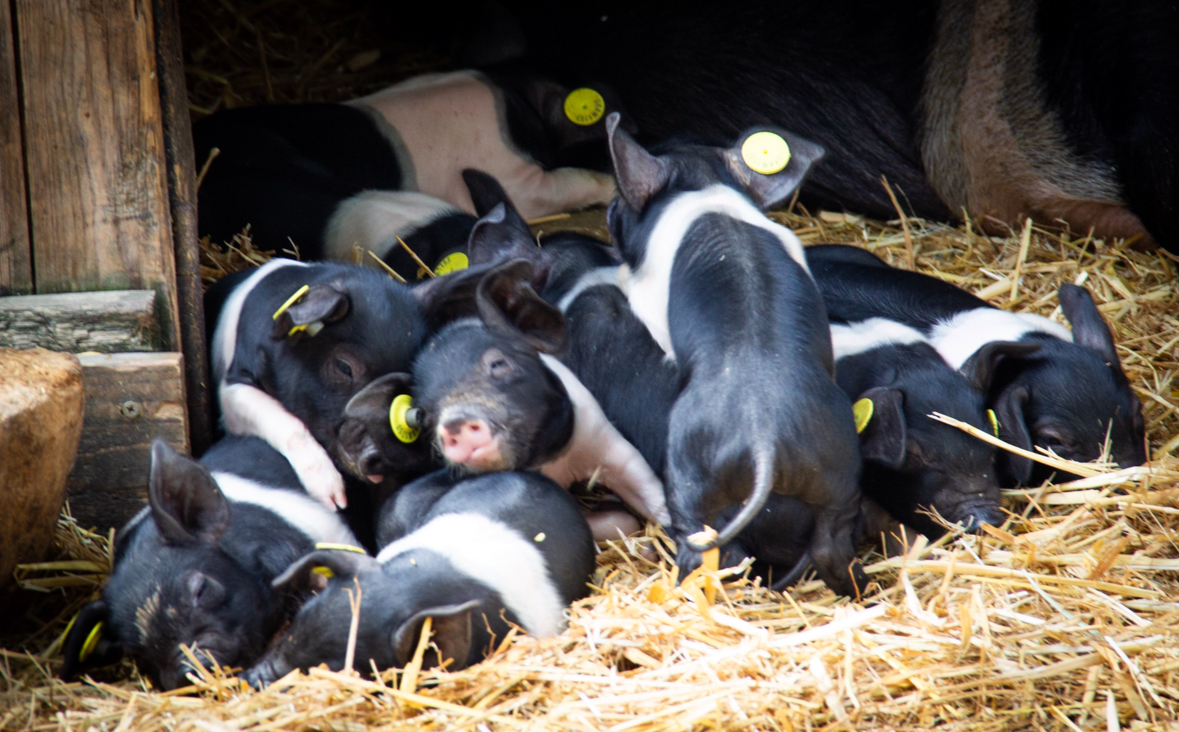 Record number of piglets born in South Bristol - South Bristol Voice
